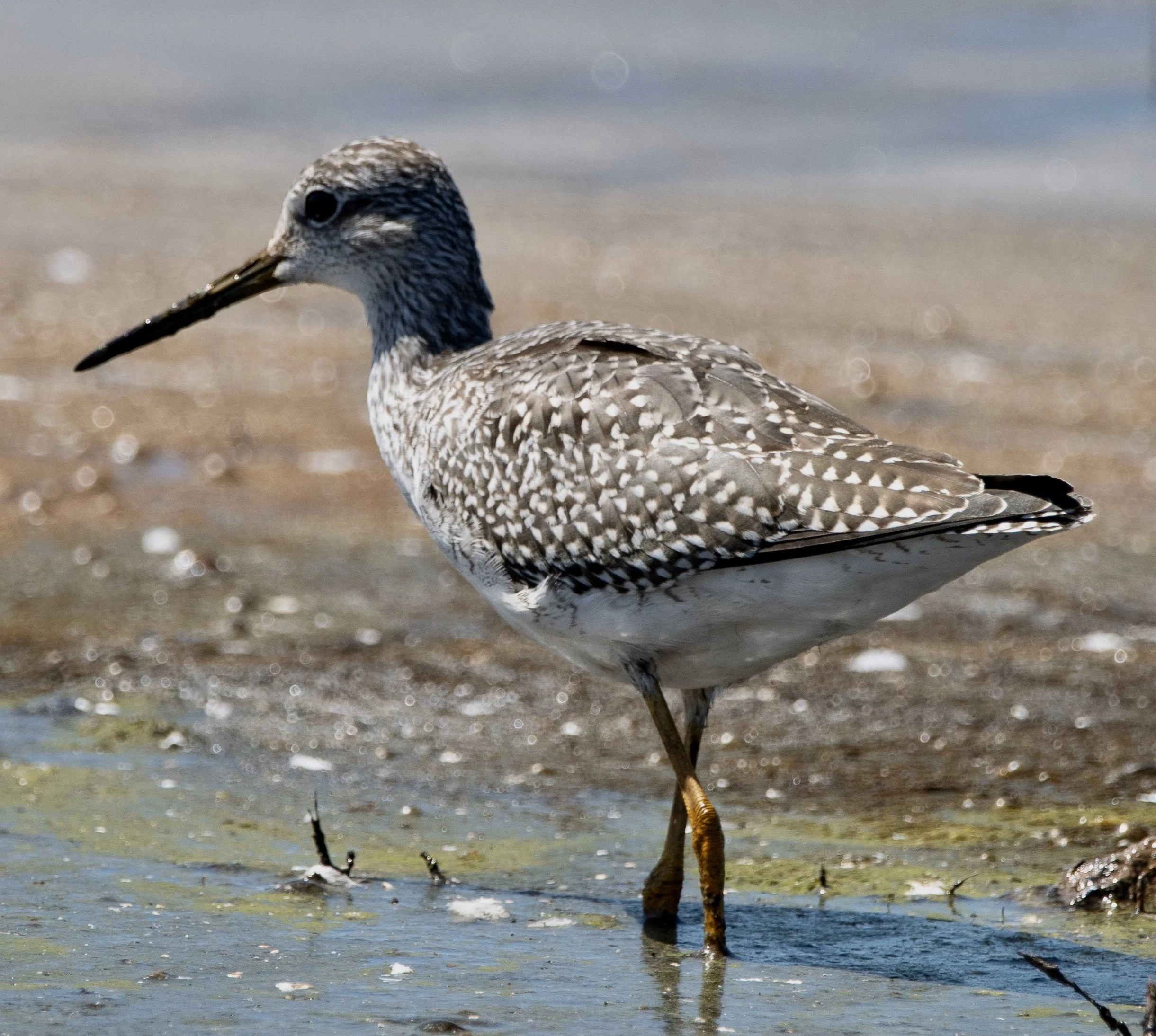 Meet the Greater Yellowlegs — Sacramento Audubon Society