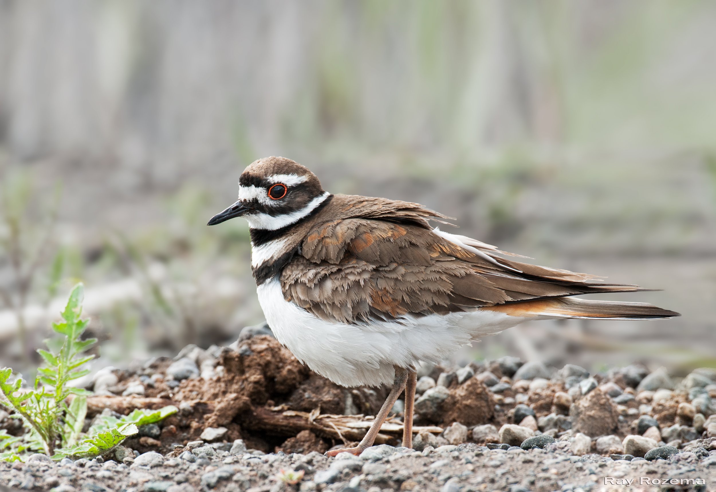 Meet the Killdeer — Sacramento Audubon Society