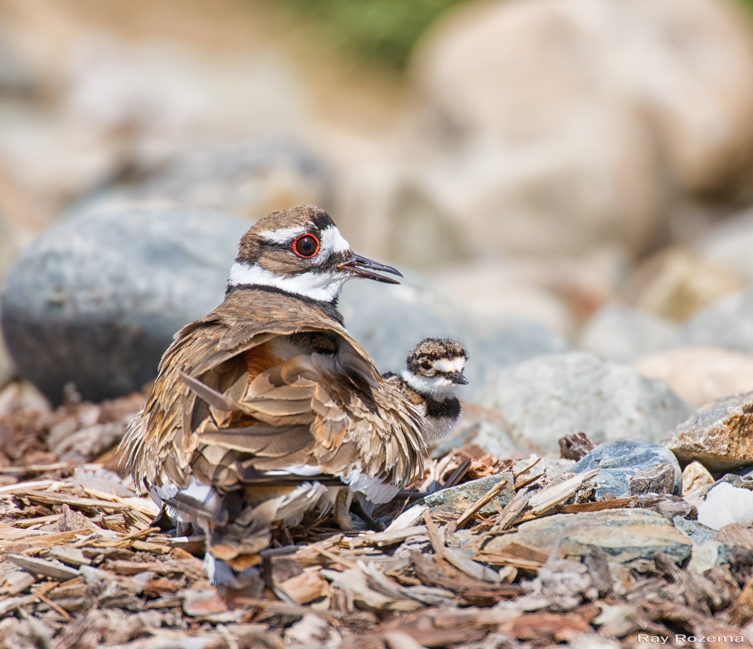 Meet the Killdeer — Sacramento Audubon Society
