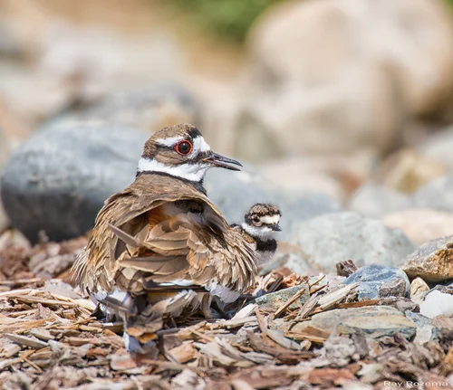 Meet the Killdeer — Sacramento Audubon Society