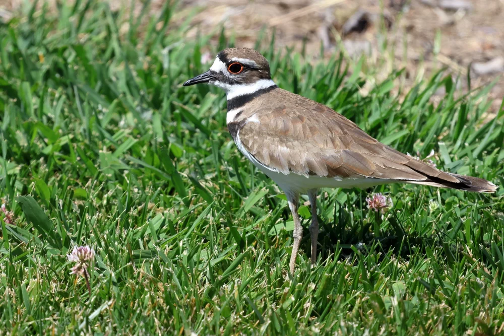 Meet the Killdeer — Sacramento Audubon Society