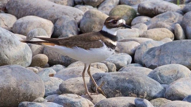 Meet the Killdeer — Sacramento Audubon Society