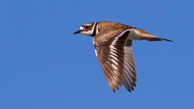 Meet the Killdeer — Sacramento Audubon Society