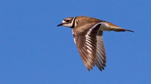 Meet the Killdeer — Sacramento Audubon Society