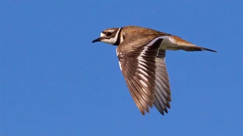Meet the Killdeer — Sacramento Audubon Society