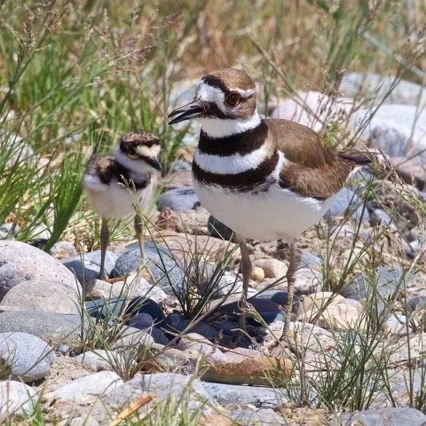 Meet the Killdeer — Sacramento Audubon Society