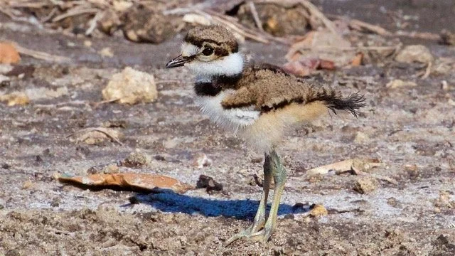 Meet the Killdeer — Sacramento Audubon Society