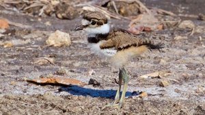 Meet the Killdeer — Sacramento Audubon Society