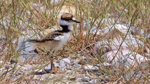 Meet the Killdeer — Sacramento Audubon Society