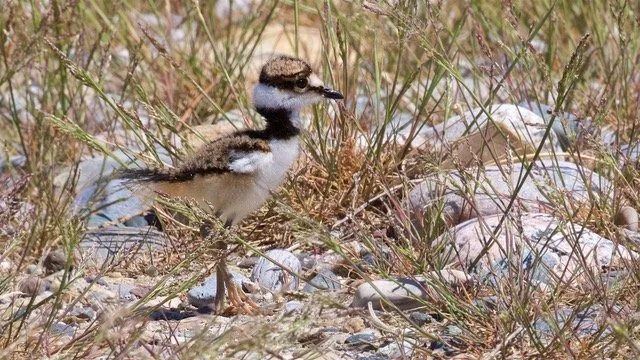 Meet the Killdeer — Sacramento Audubon Society