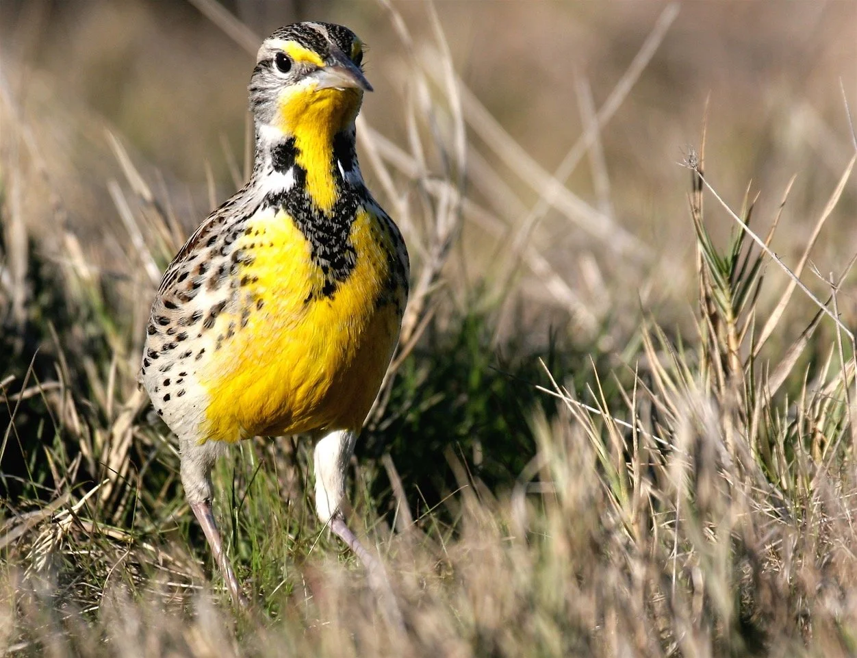 Meet the Western Meadowlark — Sacramento Audubon Society