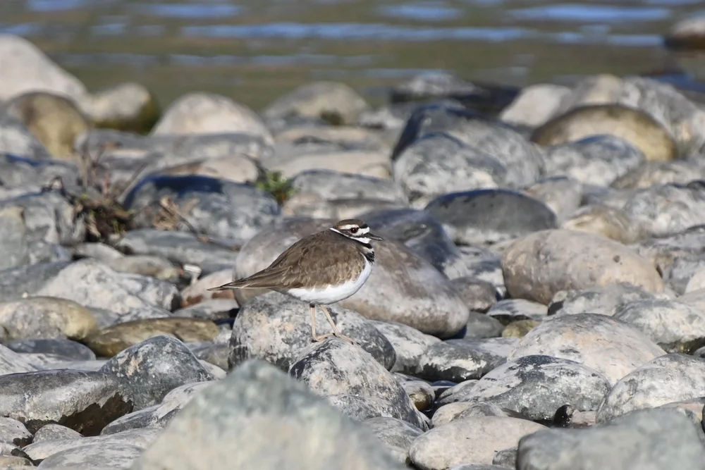 Meet the Killdeer — Sacramento Audubon Society