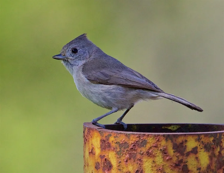 Meet the Oak Titmouse — Sacramento Audubon Society