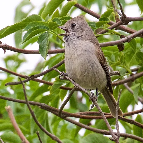 Meet the Oak Titmouse — Sacramento Audubon Society