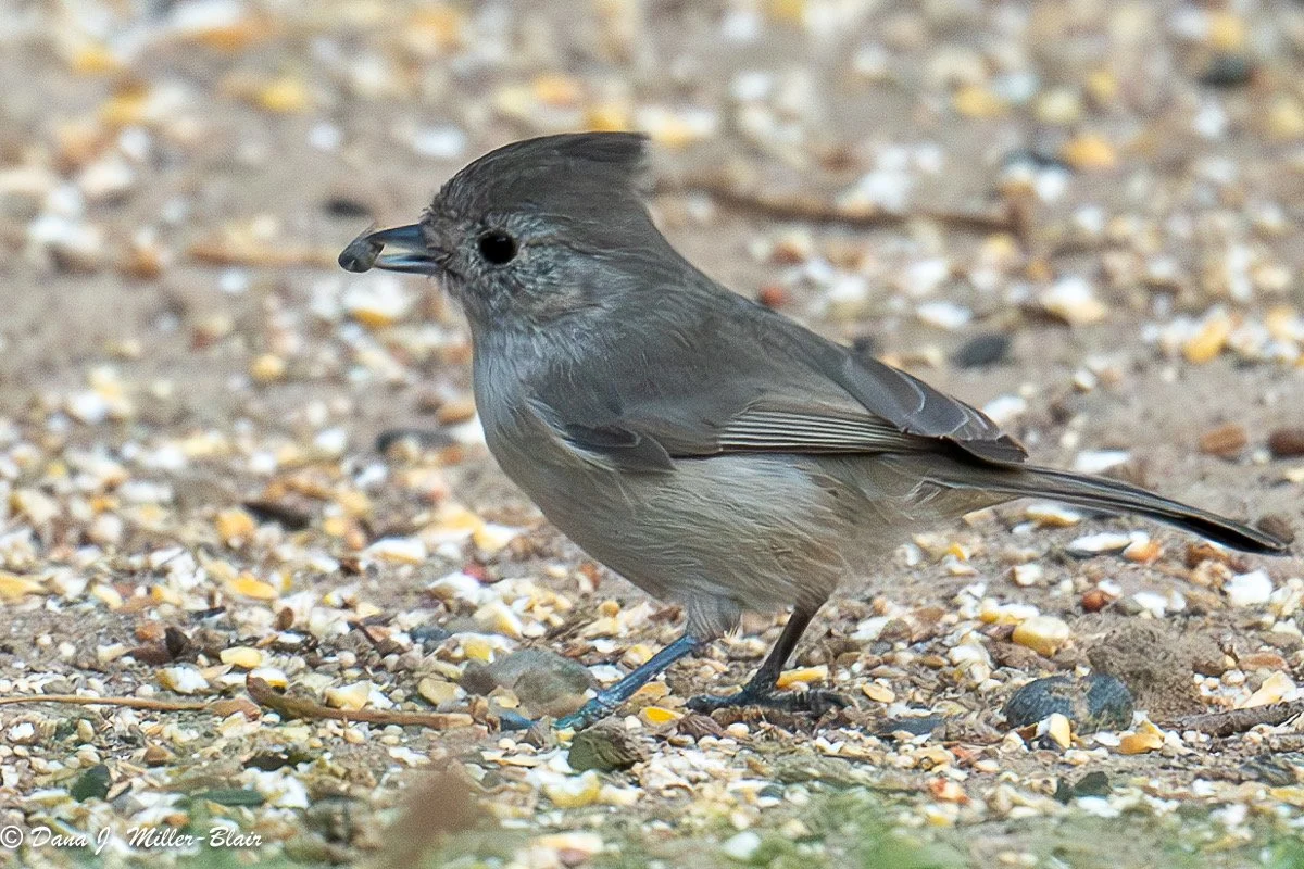 Meet the Oak Titmouse — Sacramento Audubon Society