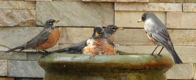 Meet the American Robin — Sacramento Audubon Society