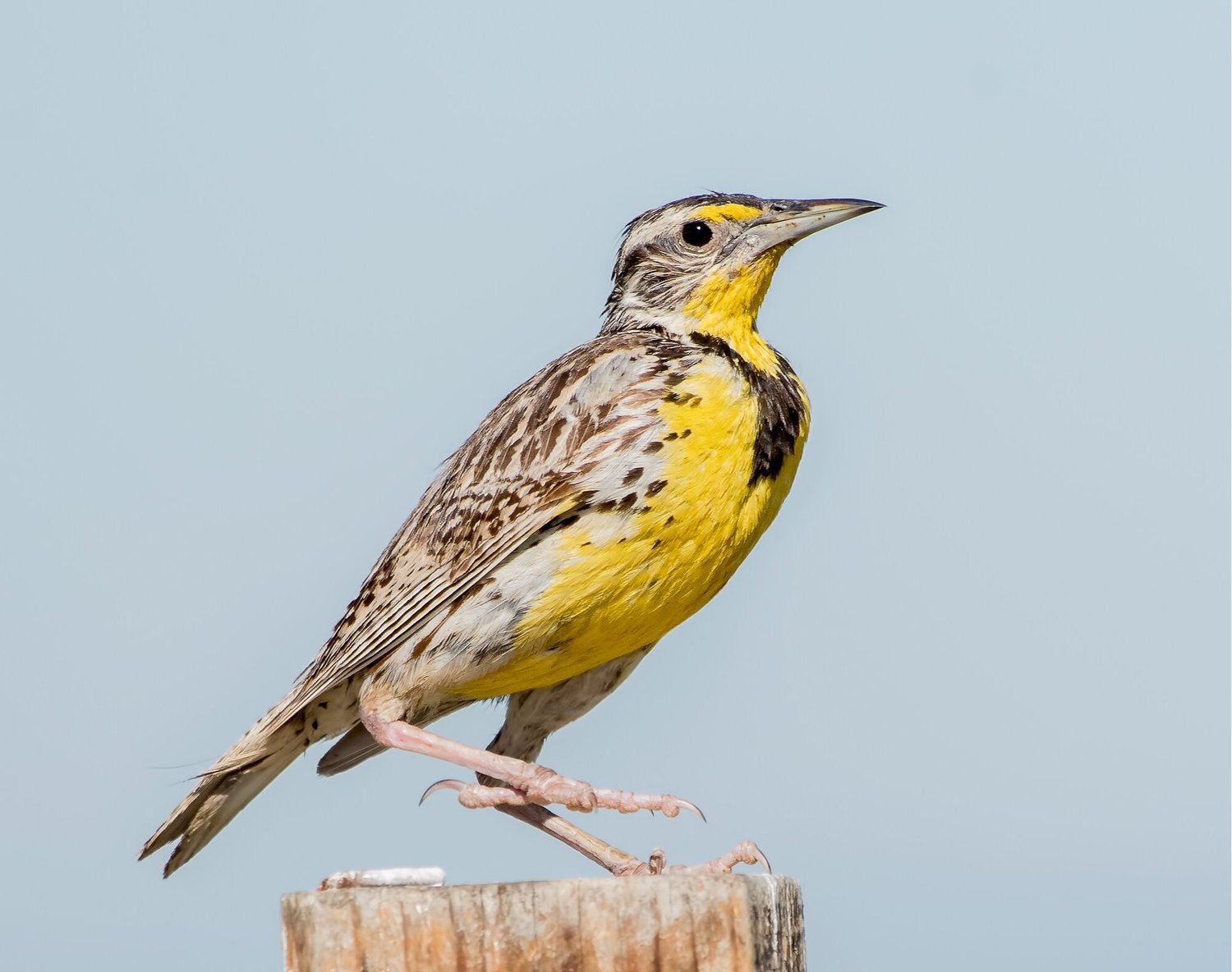 Sherman Island and the Sacramento County Delta — Sacramento Audubon Society