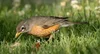 Meet the American Robin — Sacramento Audubon Society