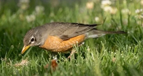 Meet the American Robin — Sacramento Audubon Society