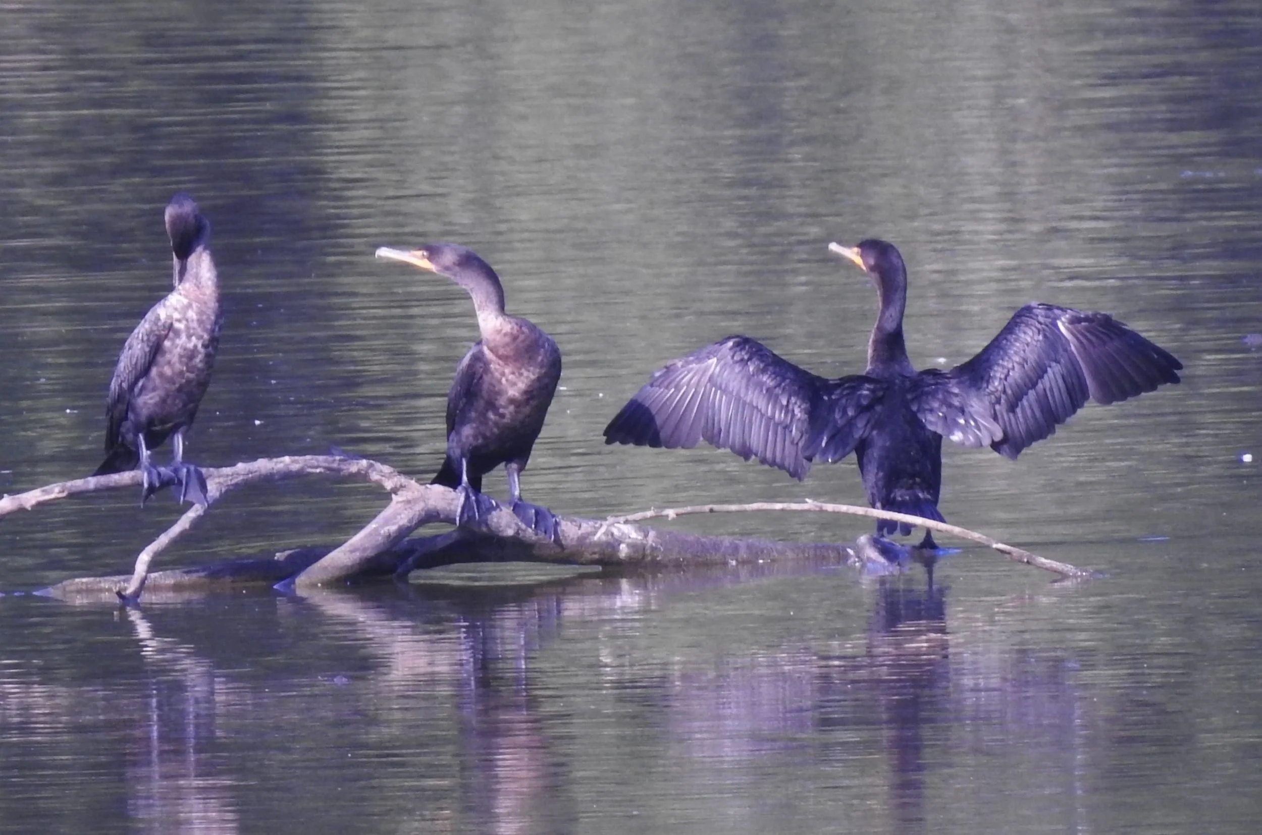Meet the Double-crested Cormorant — Sacramento Audubon Society