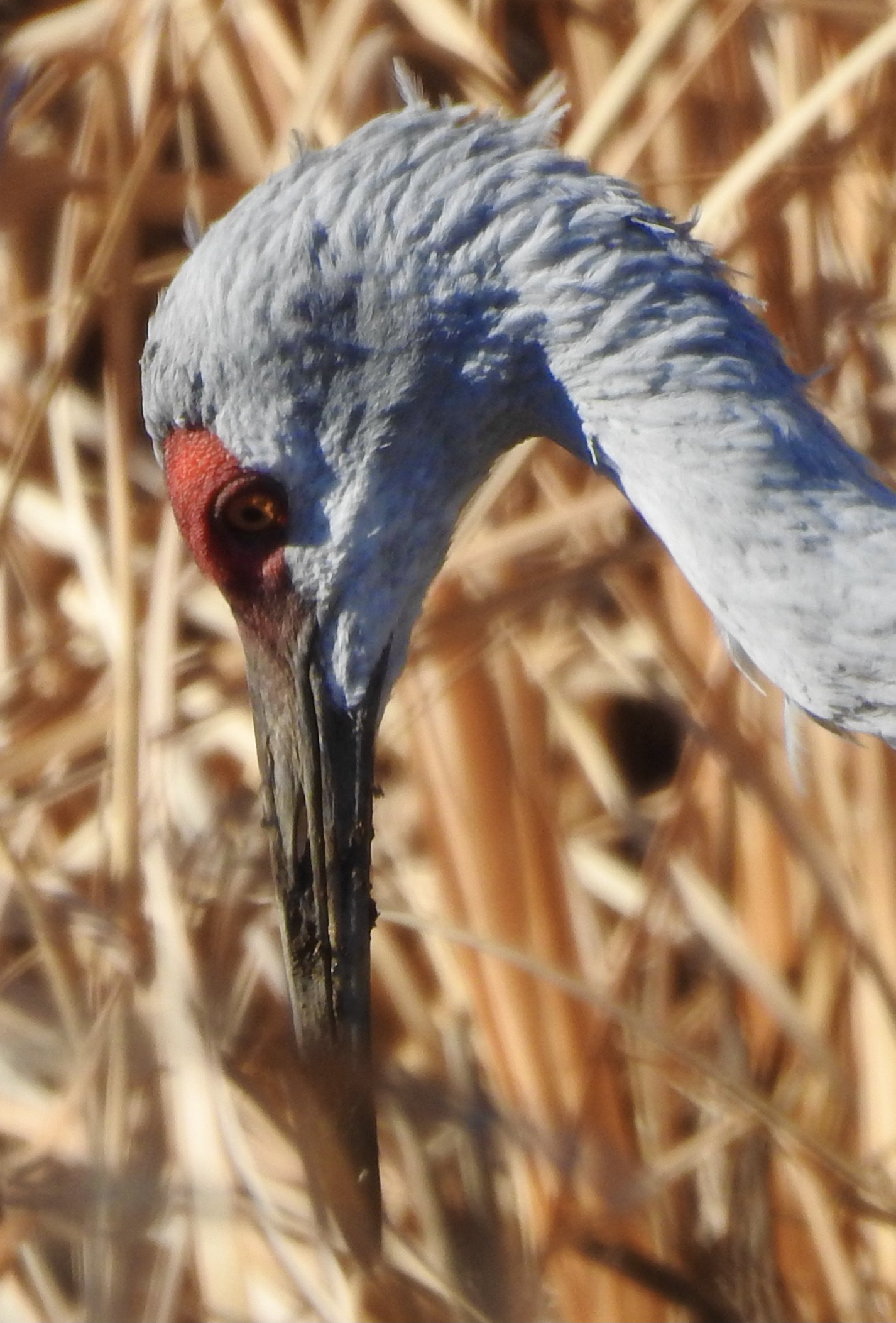 Thirty-six Year Old Sandhill Crane — Sacramento Audubon Society