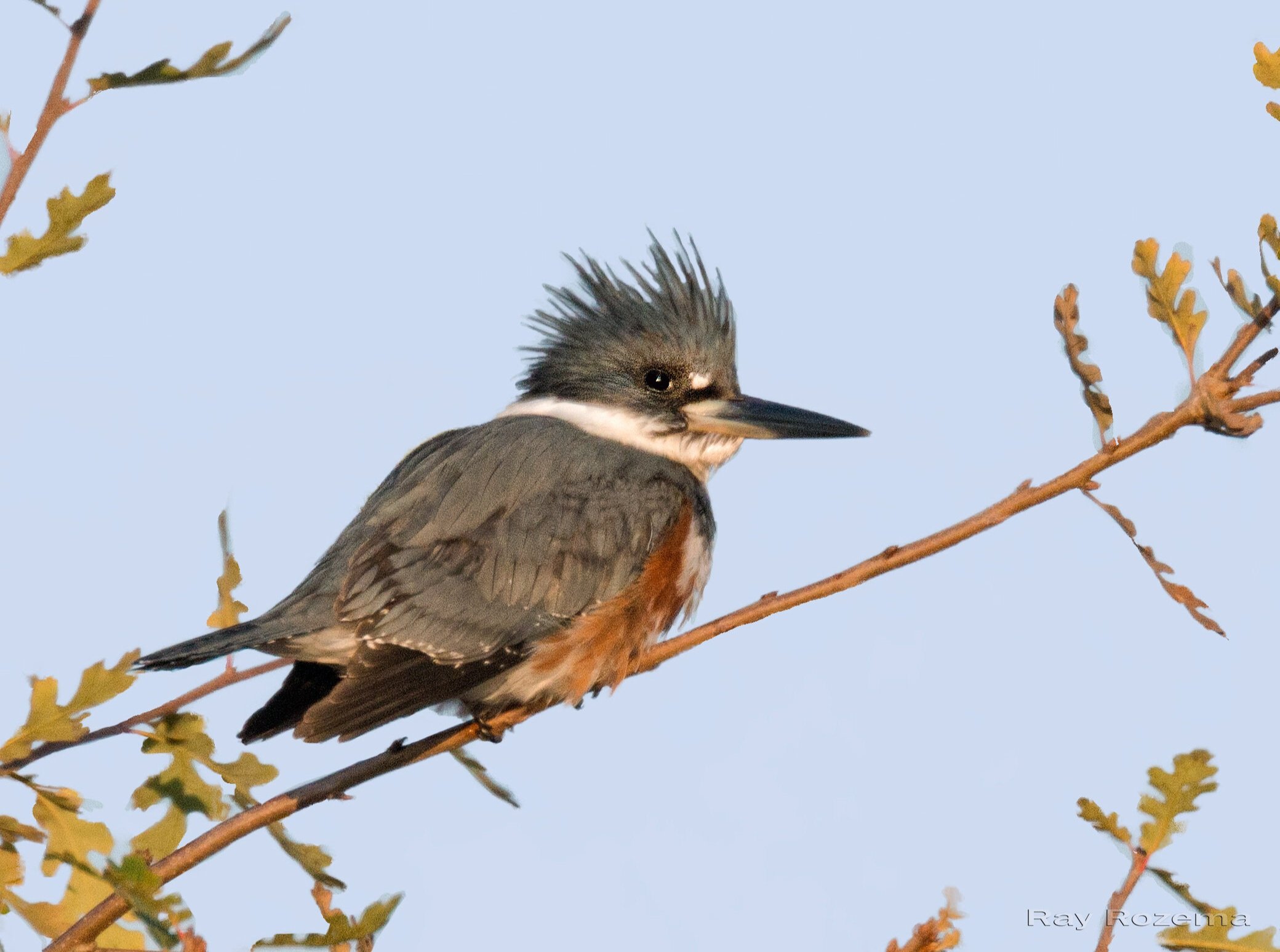 Sacramento Audubon Society