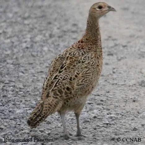 Meet the Ring-necked Pheasant — Sacramento Audubon Society