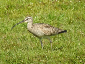 SAS Field Trip: Traylor Ranch Bird Sanctuary — Sacramento Audubon Society