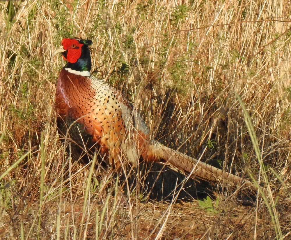 Meet the Ring-necked Pheasant — Sacramento Audubon Society