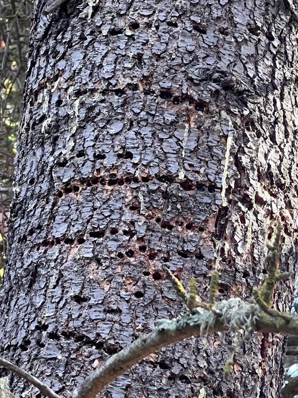 Meet the Red-breasted Sapsucker — Sacramento Audubon Society