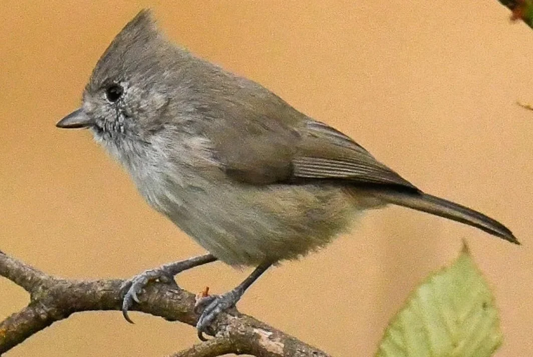 Extraordinary Bird Gathering First Of Twigs