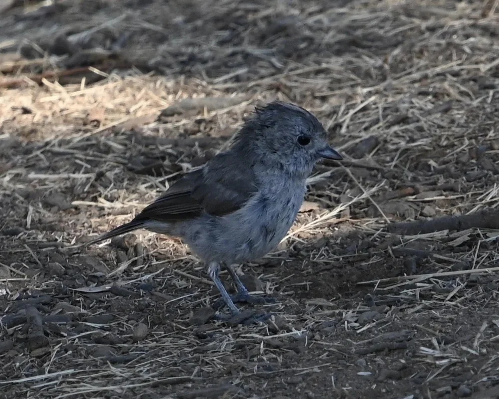 Meet the Oak Titmouse — Sacramento Audubon Society