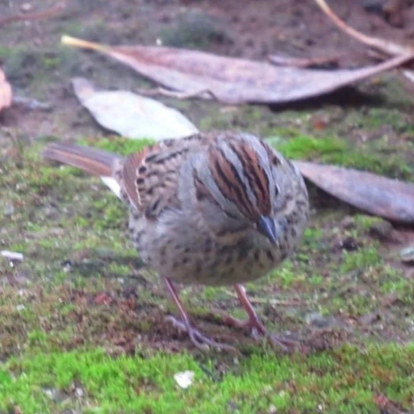Meet the Lincoln Sparrow — Sacramento Audubon Society