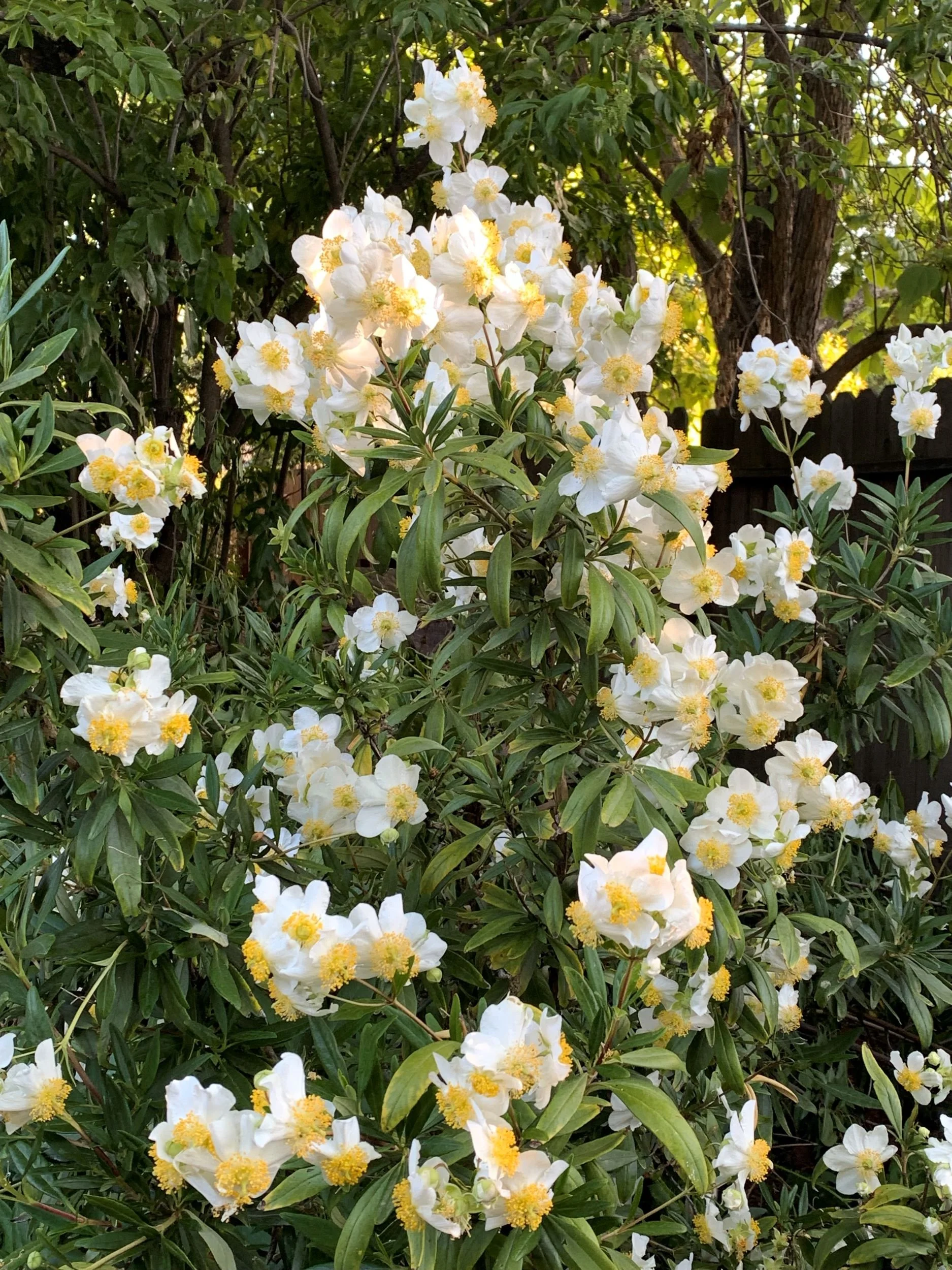 Resources for Creating Bird Friendly Gardens — Sacramento Audubon Society