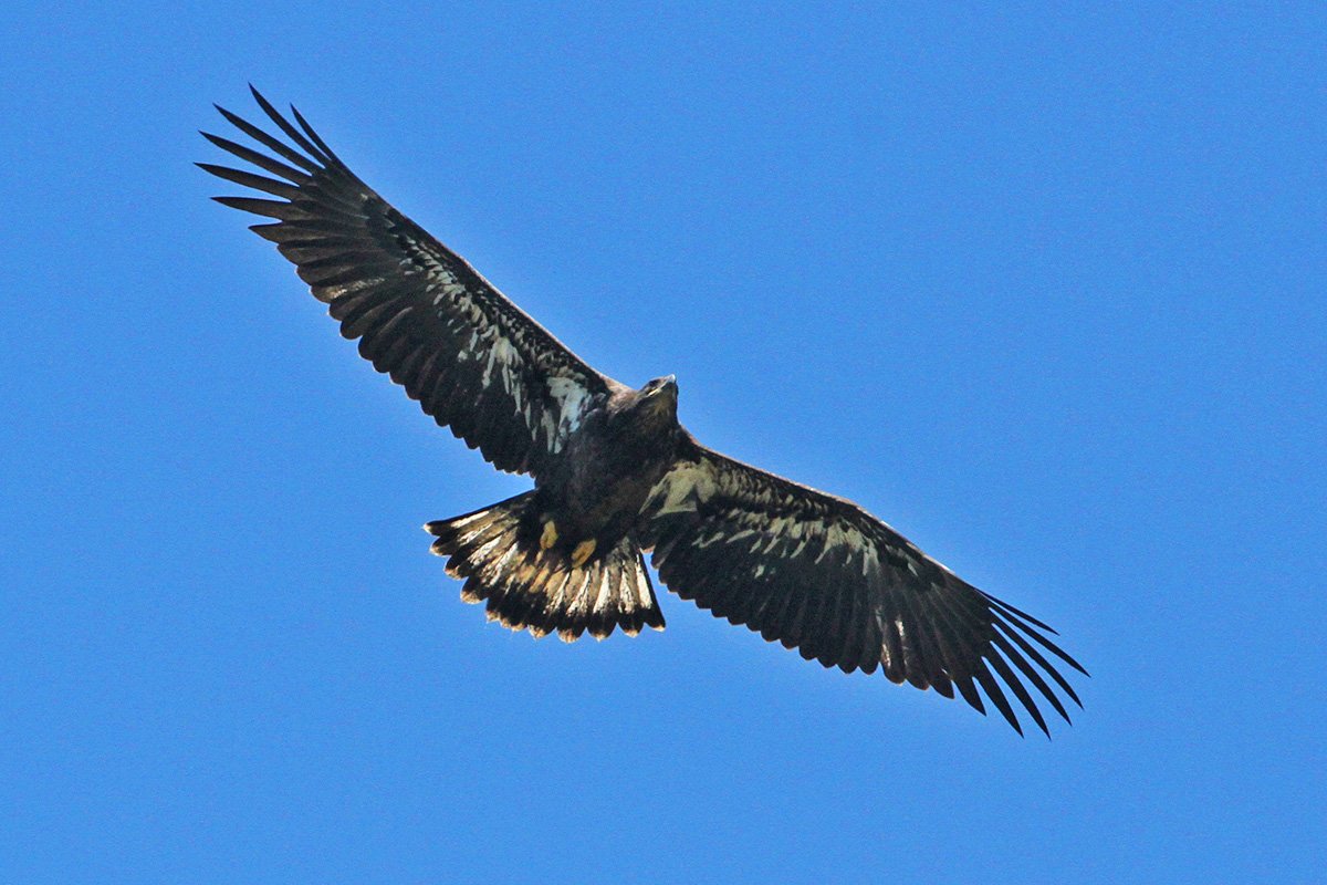 Field Trip Report - Bodega Bay — Sacramento Audubon Society