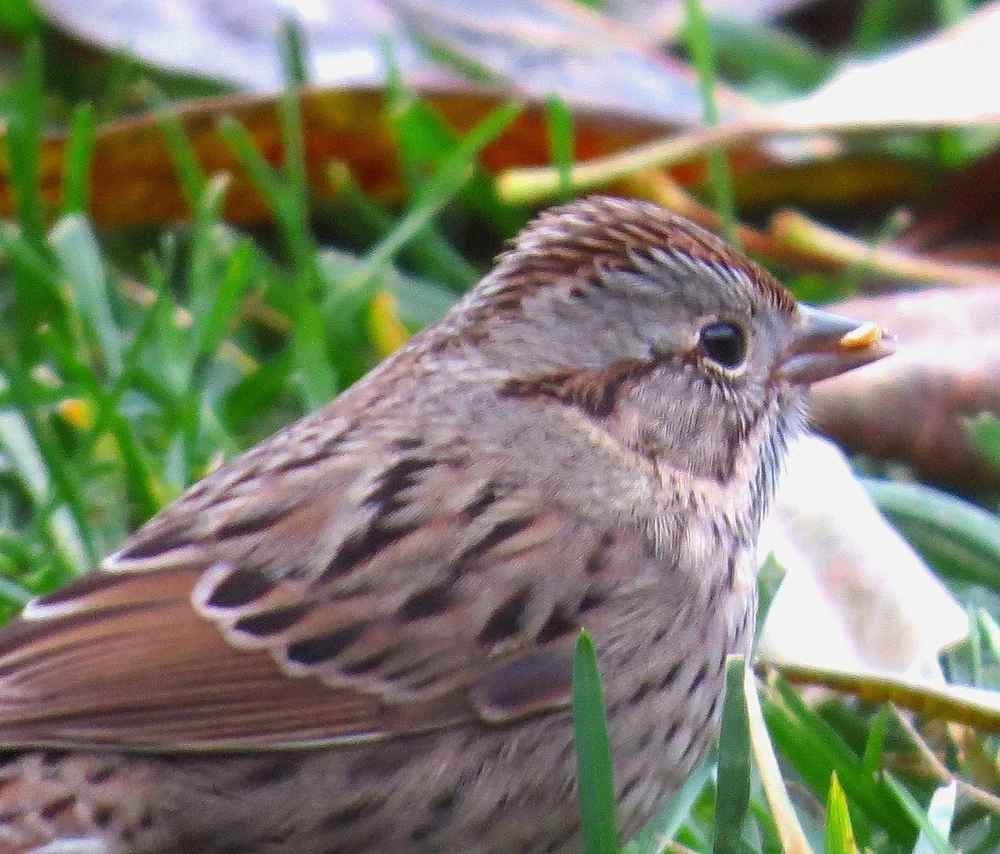 Meet the Lincoln Sparrow — Sacramento Audubon Society