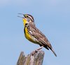 Meet the Western Meadowlark — Sacramento Audubon Society