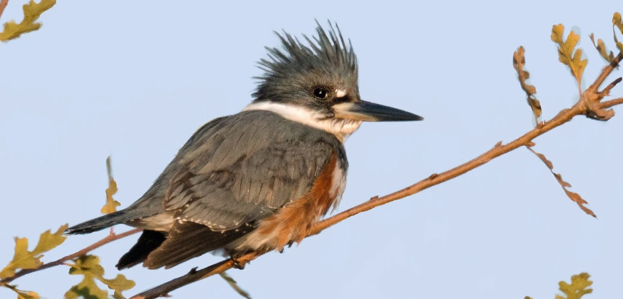Meet the Belted Kingfisher — Sacramento Audubon Society
