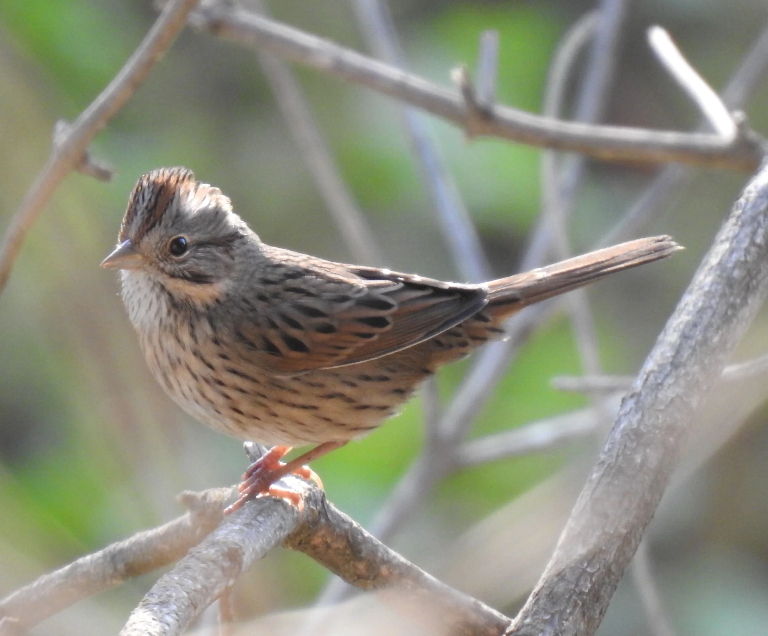 Lincoln's Sparrow — Sacramento Audubon Society