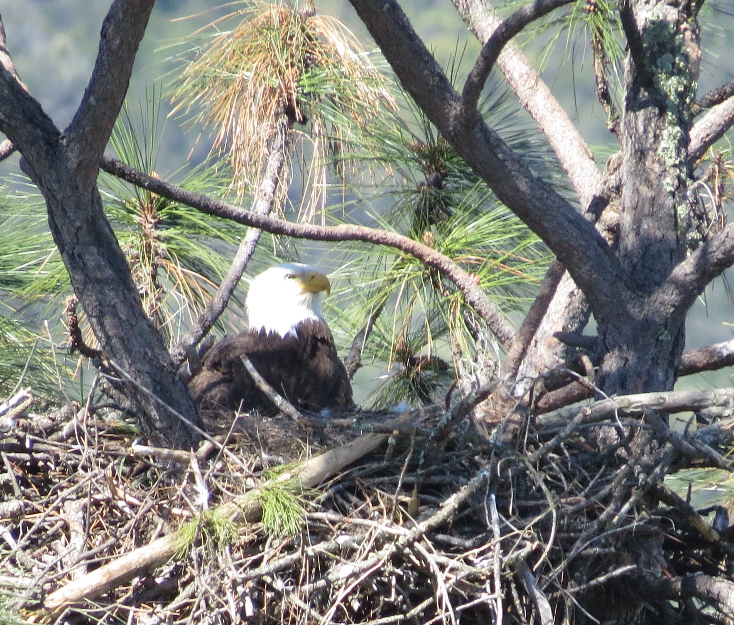 Meet the Bald Eagle — Sacramento Audubon Society