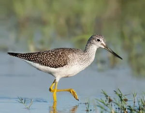 Meet the Greater Yellowlegs — Sacramento Audubon Society