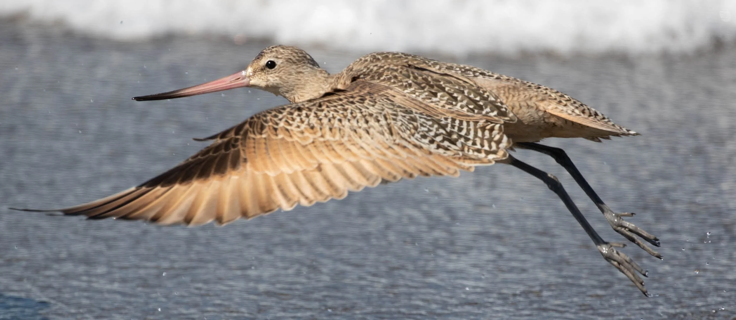 Pacific Flyway Conservation — Sacramento Audubon Society