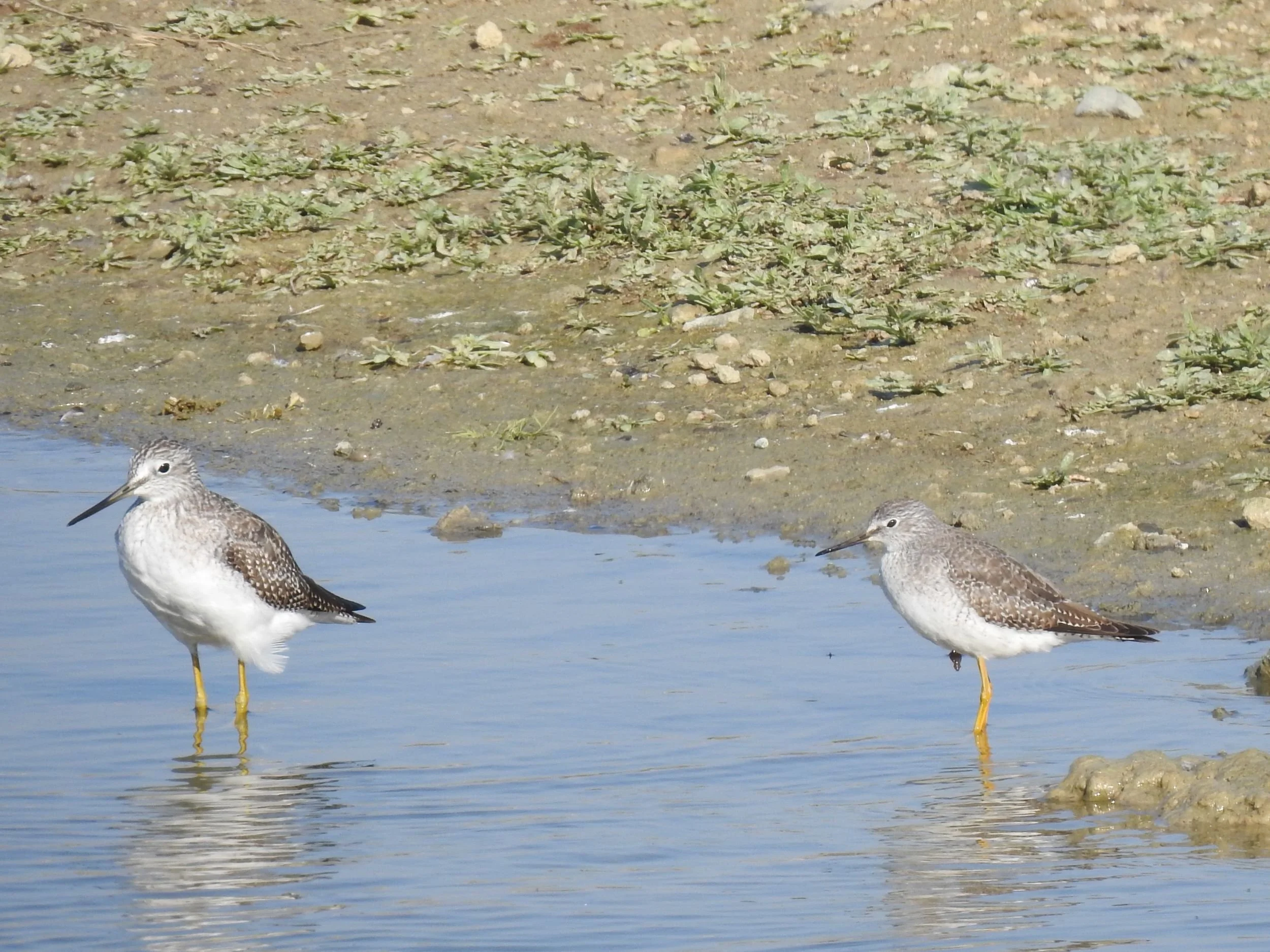 Meet the Greater Yellowlegs — Sacramento Audubon Society
