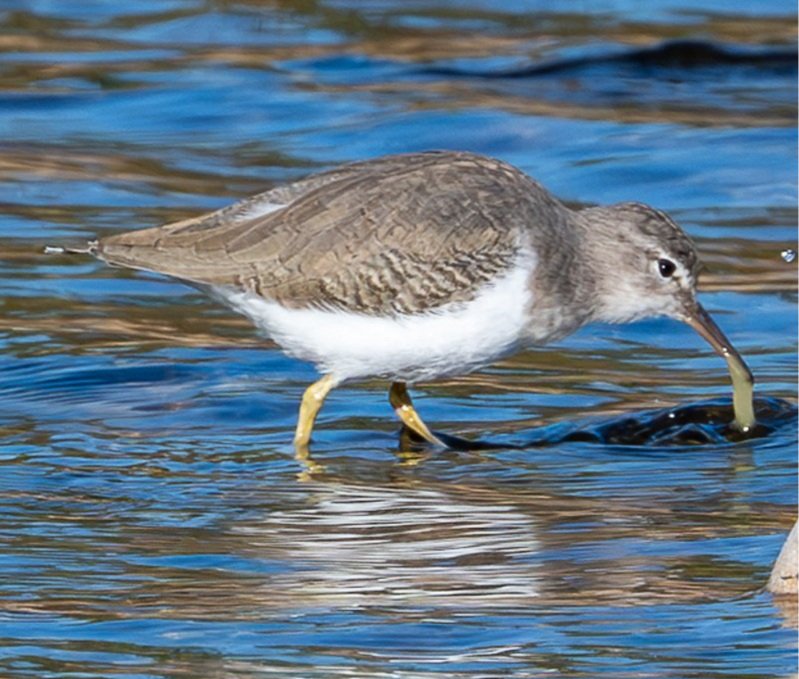 Meet the Spotted Sandpiper — Sacramento Audubon Society