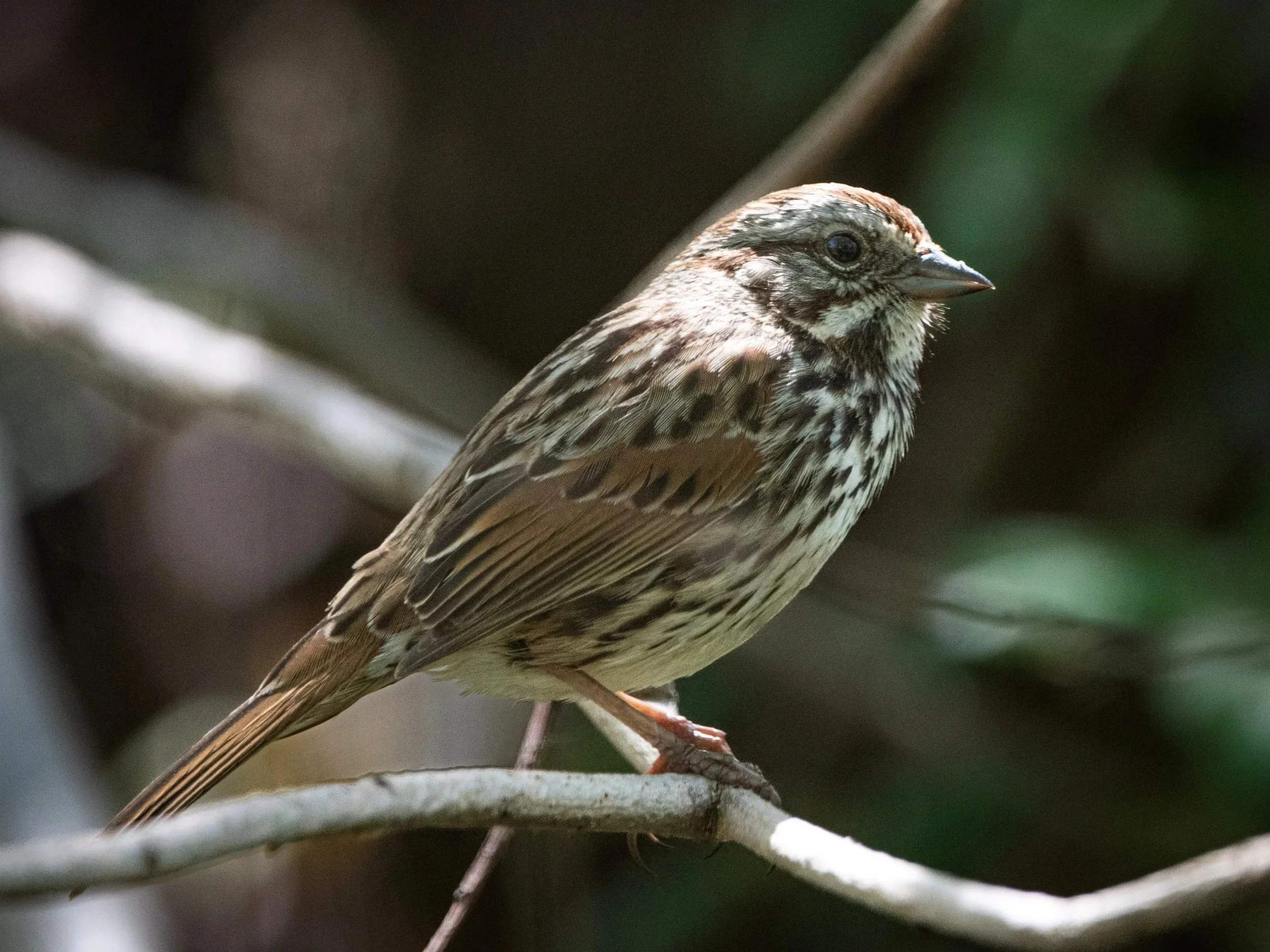 Meet The Song Sparrow — Sacramento Audubon Society