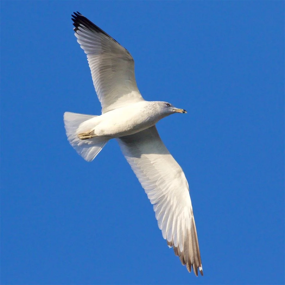 Field Trip Findings: November 15 to December 13 — Sacramento Audubon ...