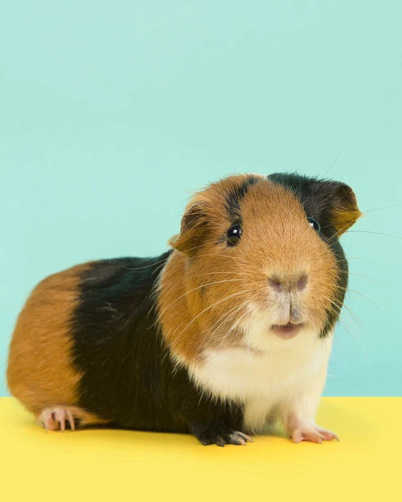 Pet Expo