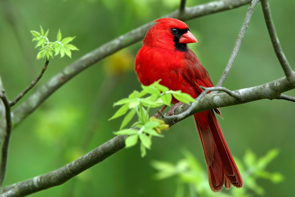 Wild Bird — Pet Expo