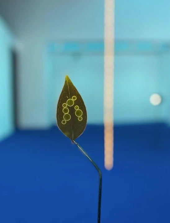 The Investigational Medicinal Product Dossier (IMPD): Essential CTA ...