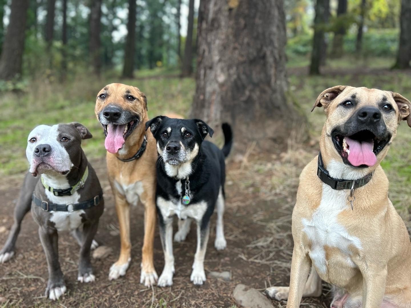 The People’s Pup Collective